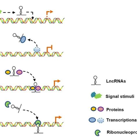 Classification Of Lncrnas Based On Their Genomic Region I Ii Sense