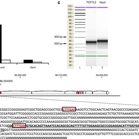 Chip Of Tcf7l2 In H4iie Cells And Chip Seq Library Preparation A The