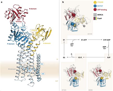 Overall Structure Of The E1 Conformation A The Structure Shows The