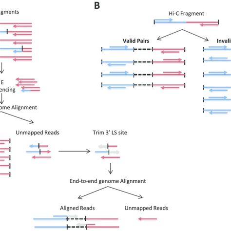 Hic Pro Workflow Reads Are First Aligned On The Reference Genome Only