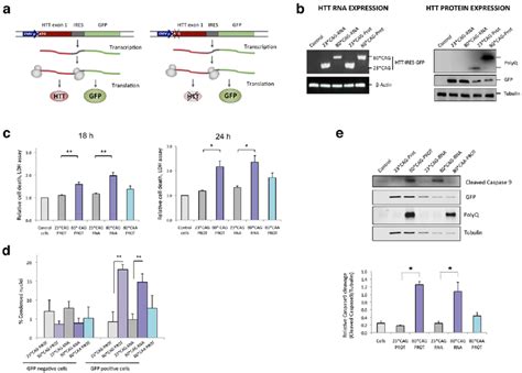 Cag Expanded Exon 1 Of Human Htt Is Toxic At The Rna Level A