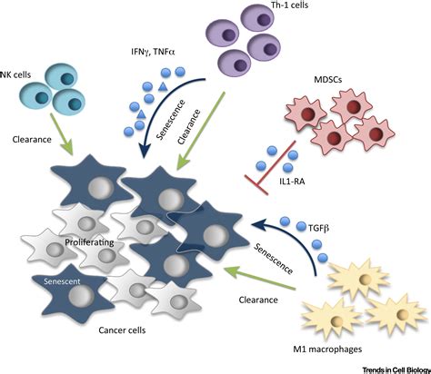 Non Cell Autonomous Regulation Of Cellular Senescence In Cancer Trends