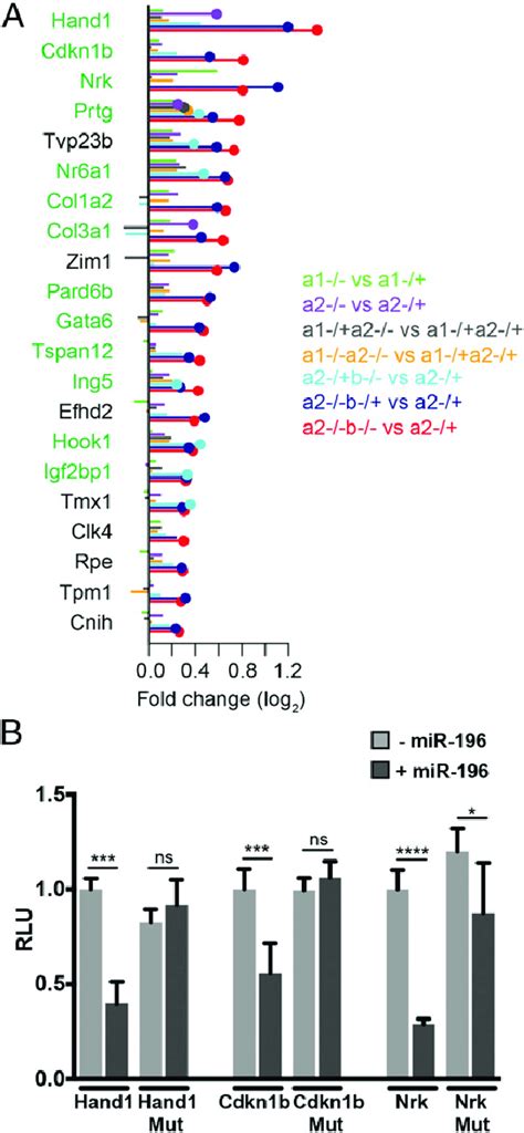 Identification Of Additional Putative Direct Non Hox Mir 196 Targets
