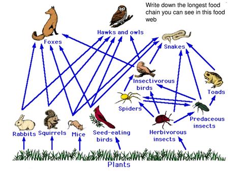 Ppt Predator Prey Relationships Powerpoint Presentation Free