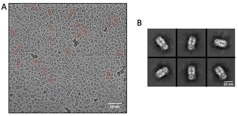 The β Grasp Domain Of Proteasomal Atpase Mpa Makes Critical Contacts