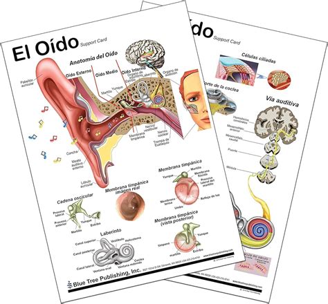 Anatomical Chart Ear Laminated 52 Off