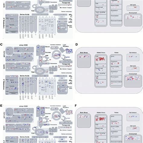Gene Ontology Classification Of Up Regulated And Down Regulated Genes