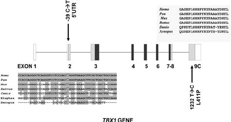 Exon Intron Structure Of The Tbx1 Gene Transcript C With The Two