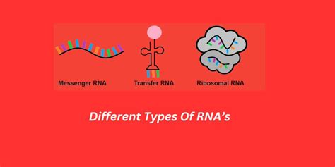 Different Types Of Rnas And Their Functions Mrna Rrna Trna And Micro