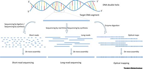 Improvements In Genomic Technologies Application To Crop Genomics