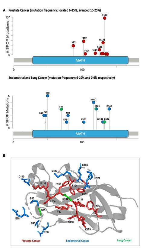 Point Mutations Of The Math Domain In Spop Download Scientific Diagram