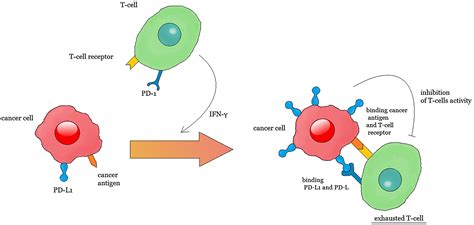 Pd L1 Signaling Pathway