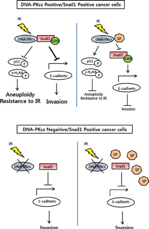 A Model Illustrating That The Inhibition Of Snail1 Dna Pkcs