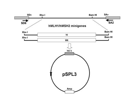 Schematic Representation Of The Reporter Construct Used In The Splicing