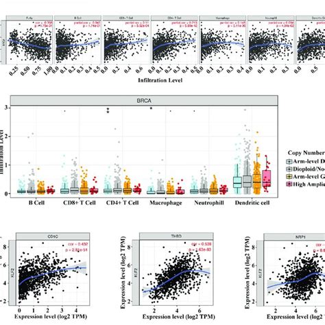 Relationships Between Klf2 And Tumor Immune Infiltrating Cells A