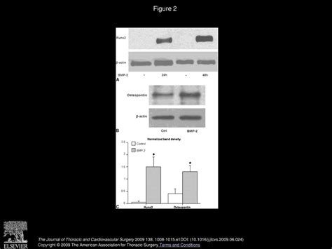 Bone Morphogenic Protein 2 Induces Runx2 And Osteopontin Expression In