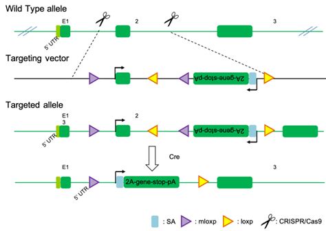 Conditional Knockout And Knockin Mouse Models Biocytogen