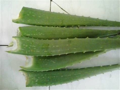 Jual Tanaman Lidah Buaya Aloe Vera Segar Untuk Bahan Minuman And Obat