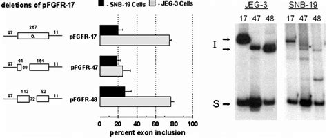 Fgfr 1 Flanking Intron Sequence Modulates Exon Enhancer Activity A