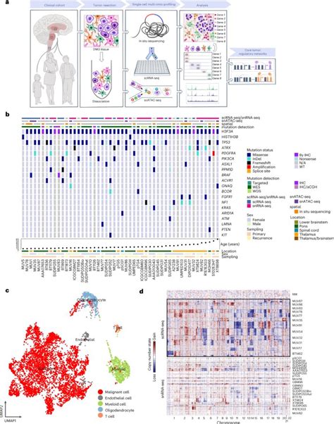 Using Spatial Single Cell Transcriptomics To Visualize Diffuse Midline