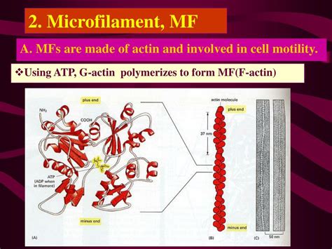 Ppt Cytoskeleton System Powerpoint Presentation Free Download Id