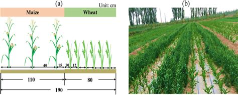 Information Of A The Spatial Arrangement Of Wheat Maize Intercropping
