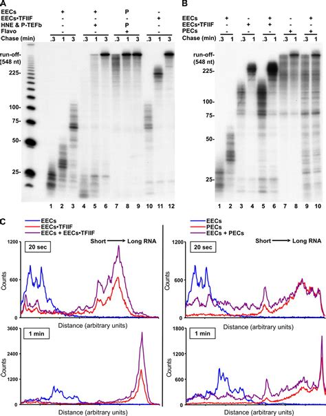 Properties Of Rna Polymerase Ii Elongation Complexes Before And After