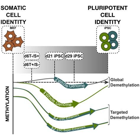 Sex Difference In Ipsc Reprogramming Libra