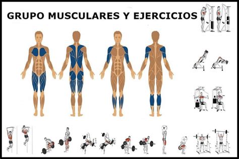 Orden De Grupos Musculares Durante El Entrenamiento El Fitnasta
