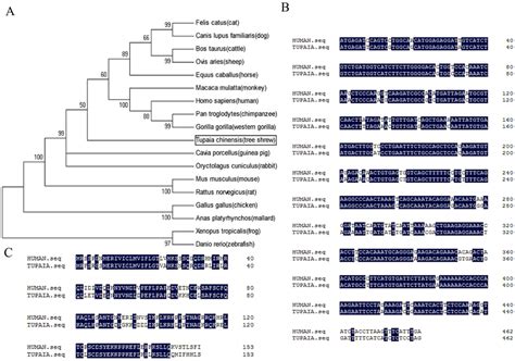 Homology Analysis Of The Il 21 Gene A Phylogenetic Tree Of The Il 21