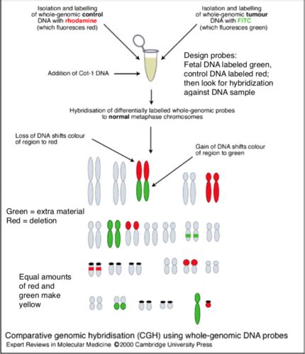 Analysis Of Cnvs Microarrays And Clinical Applications In Genomics