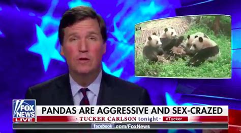 the top story on fox last night sex crazed pandas