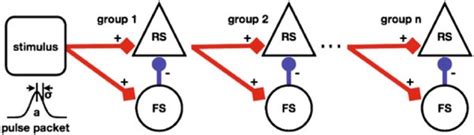 A Schematic Of A Synfire Chain With Feed Forward Inhibition Taken From