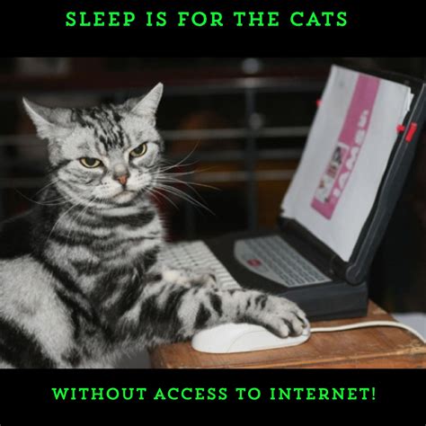 pin by nm rivera on a cat or two amongst us fun website