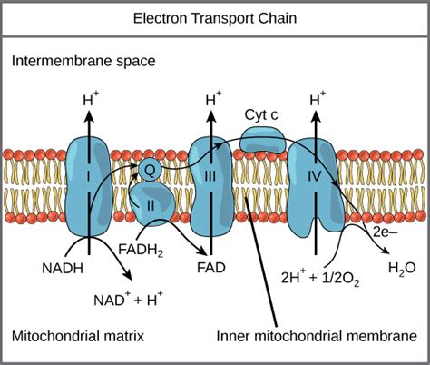 Cellular Respiration Biology For Majors I