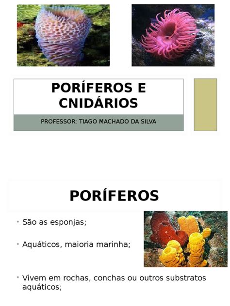 Pdf Apresentação Poríferos E Cnidários Dokumen Tips