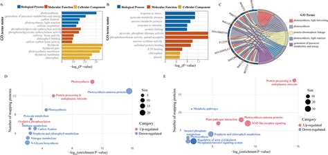 A Functional Classification Of Unique Differentially Expressed Proteins