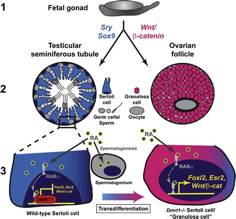 Dmrt1 Keeps Masculinity Intact Developmental Cell
