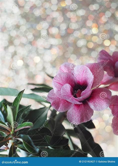 Pink Flower Adenium Obesum Plant With Green Leaves In Pot Tropical