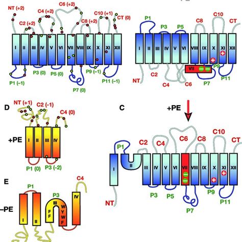 Pe And The Positive Inside Rule A Cytoplasmic Domain Containing Both