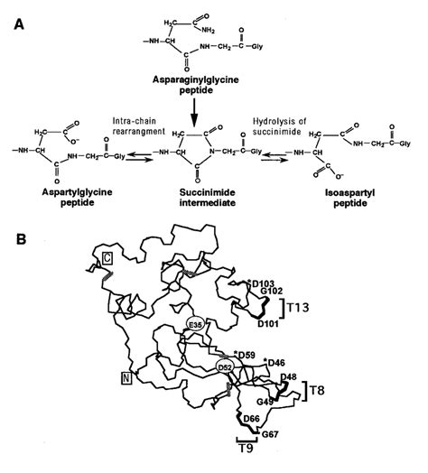 A Pathways For The Isomerization And Deamidation Of Aspartyl And