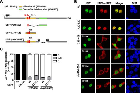 Structure Function Analysis Of Usp1 Insights Into The Role Of Ser313