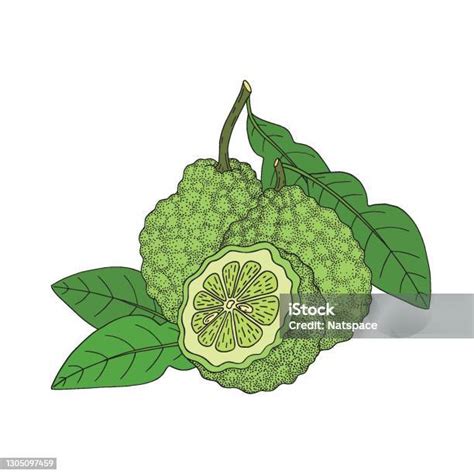 Bergamot Kaffir Jeruk Nipis Buah Jeruk Daun Bunga Ilustrasi Sketsa