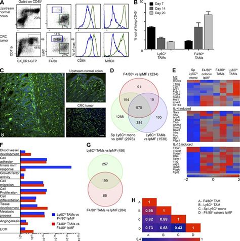 Characterization Of Tam Subsets In An Orthotopic Model Of Crc A Flow