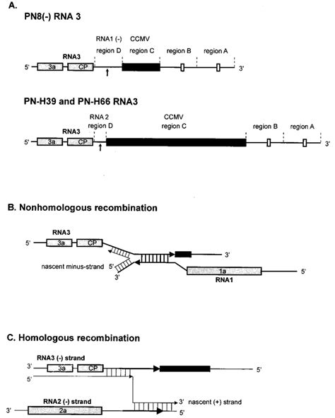 Schematic Diagrams Not To Scale Of Bmv Rna3 Recombination Vectors
