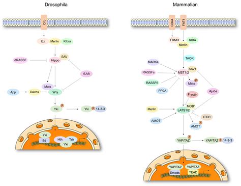 Signal Pathway Creative Biomart