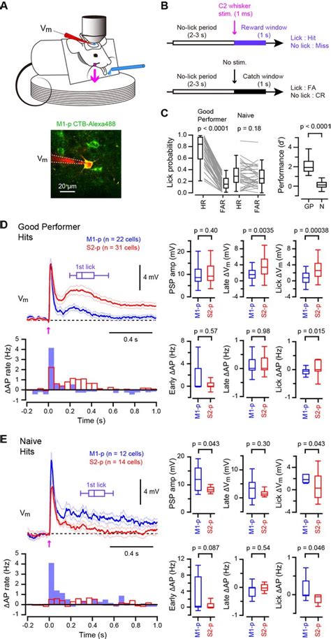 Figures And Data In Target Specific Membrane Potential Dynamics Of