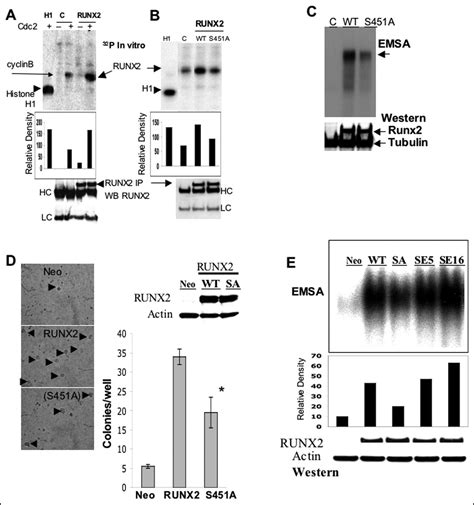 Cell Cycle Dependent Phosphorylation Of The Runx2 Transcription Factor