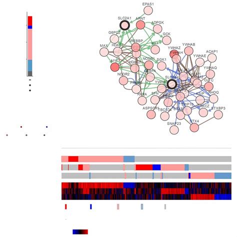Glut1 3 4 Mutation Analysis And Network Construction In Breast Cancer