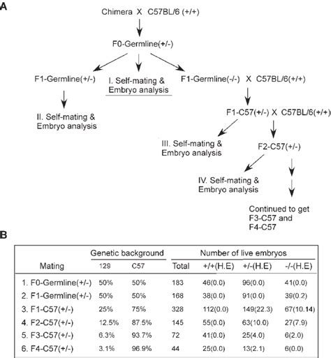 Breeding Scheme And Summary Of Phenotypes A Breeding Scheme Of The